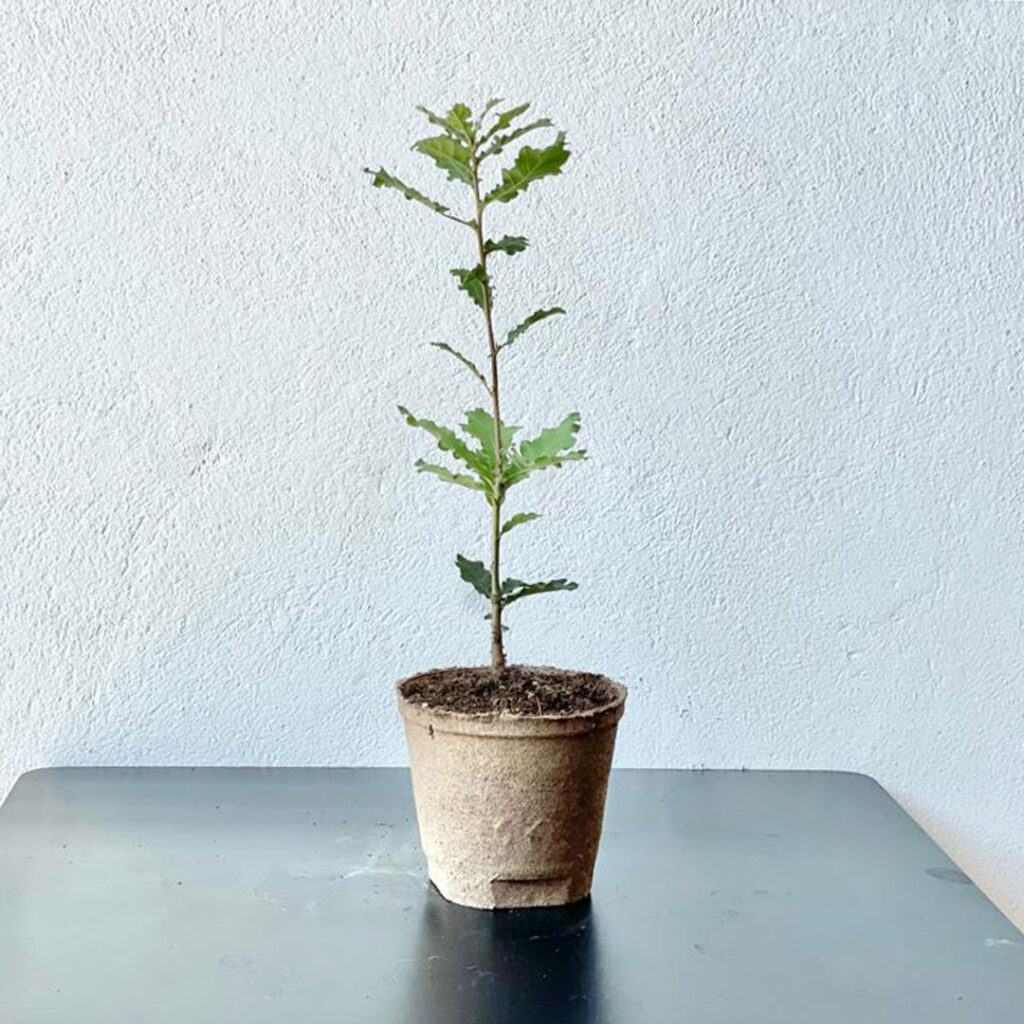 Roverella - Un albero per il futuro